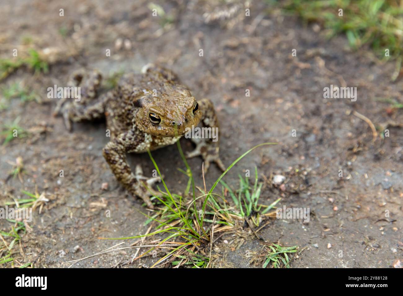 Common toad is on a dirty ground, frog close-up photo with selective ...