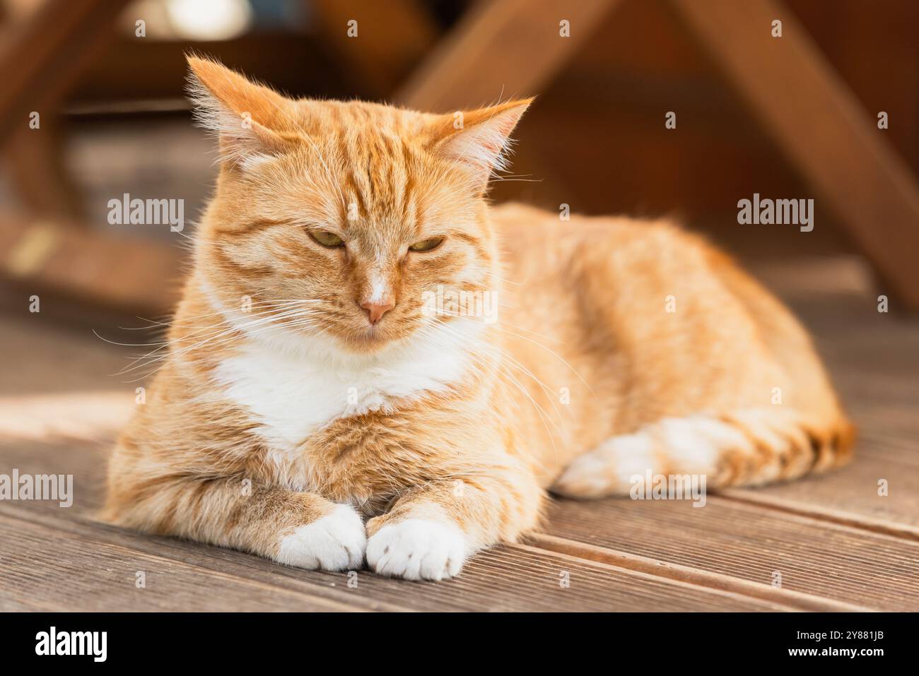 Lazy ginger cat with white spots is laying on wooden floor, close up ...