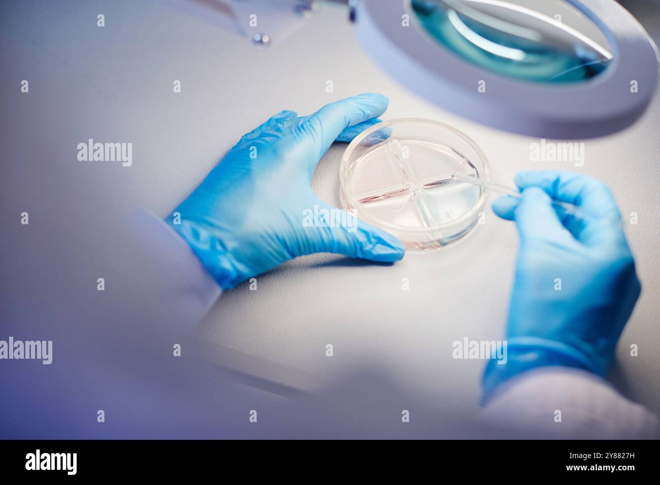 Top view of unrecognizable clinical scientist hands in medical gloves ...