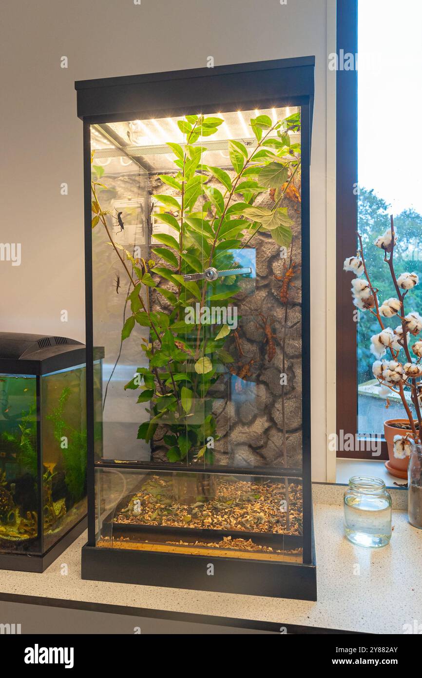 Cube shaped terrarium with cut plant stems in water for exotic insects ...