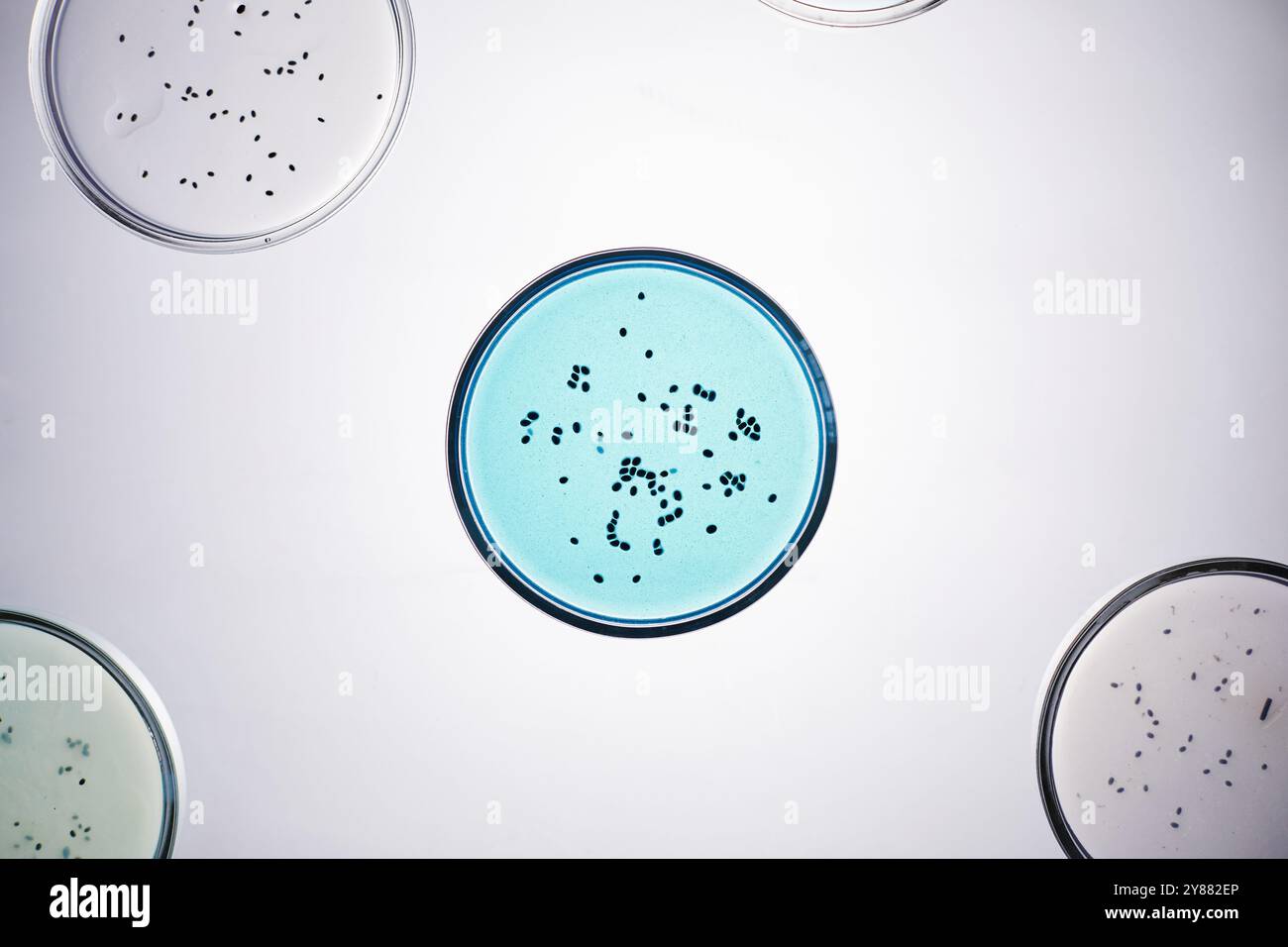 Bacterial cell hi-res stock photography and images - Alamy