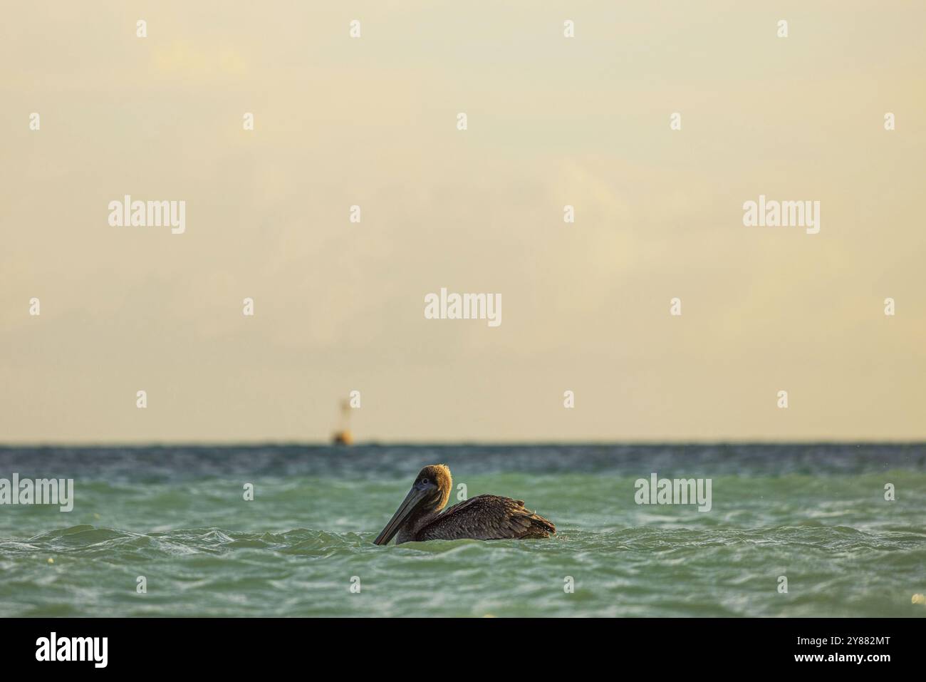 Pelican floating on Caribbean Sea during sunset with soft golden light ...
