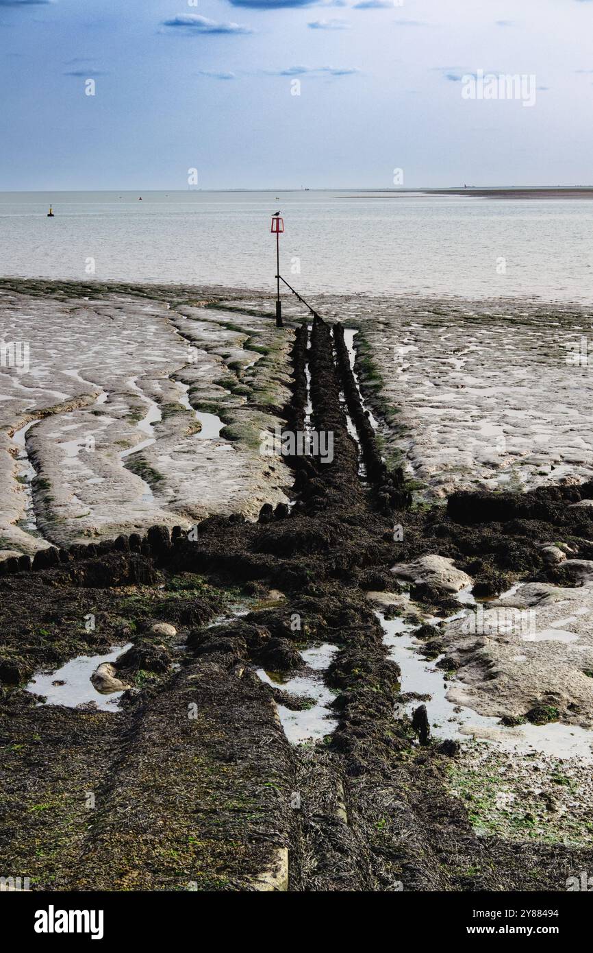 Discharge outlet pipe covered with seaweed at low tide into the river ...