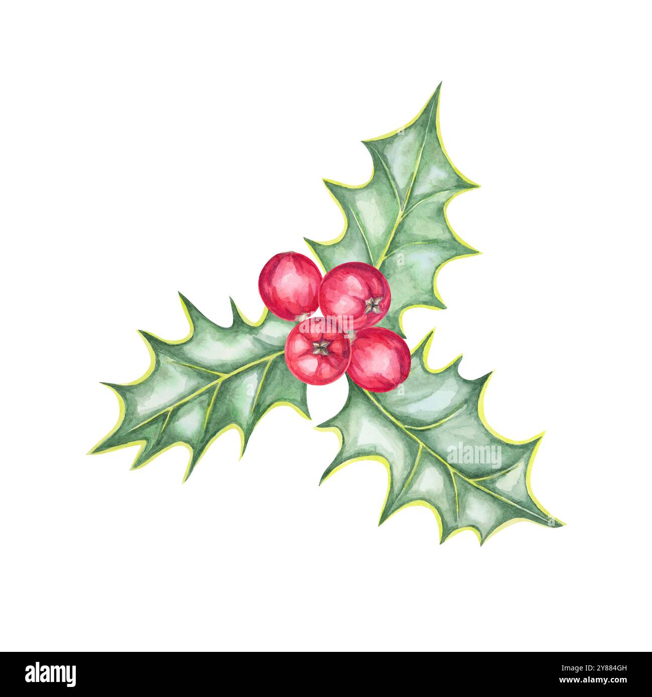 Holly leaves and red berries. Detailed watercolor clipart Ideal for ...