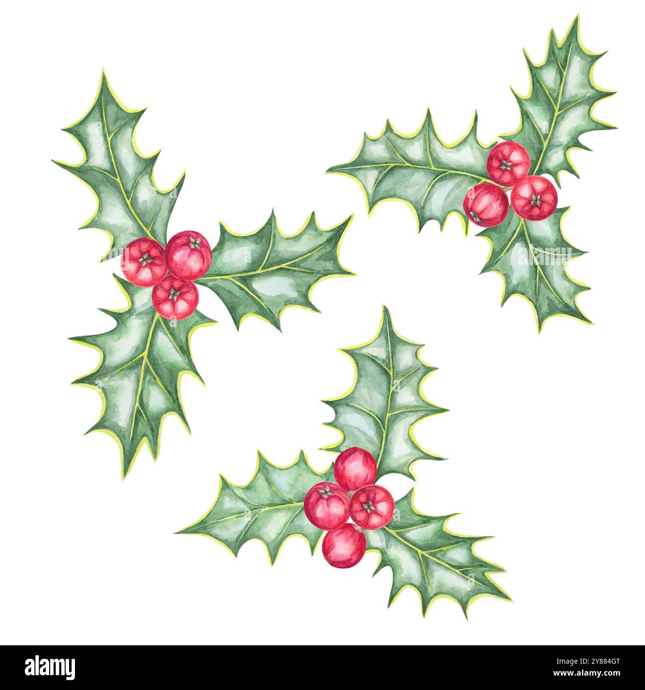 A festive holly watercolor clipart set featuring clusters of red ...