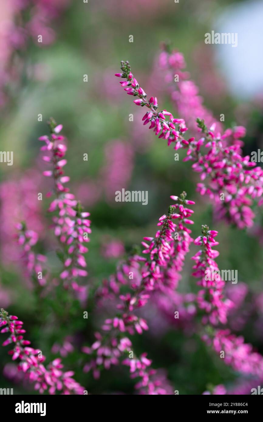 Color bloom hi-res stock photography and images - Alamy