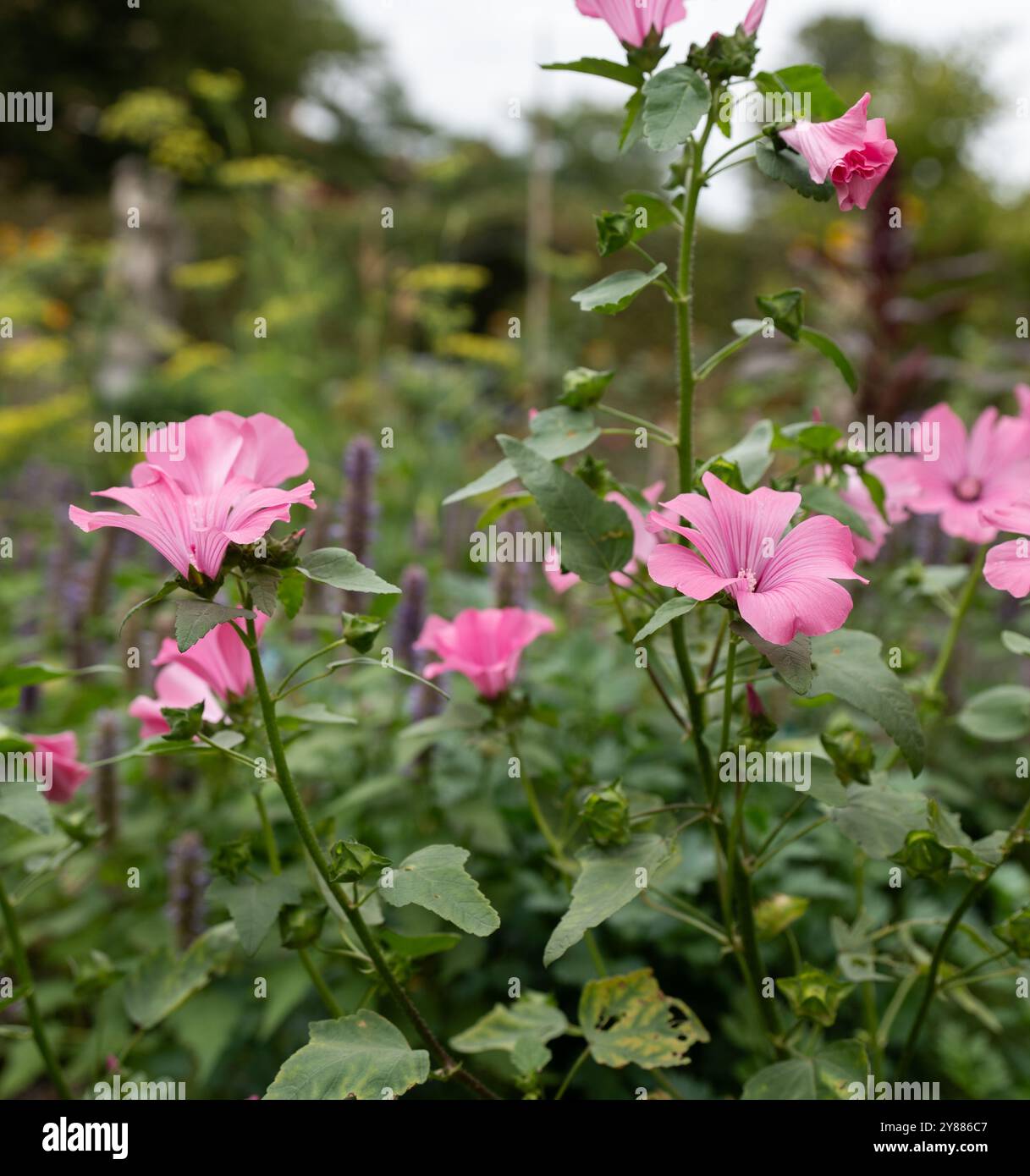 Delicateflower hi-res stock photography and images - Alamy