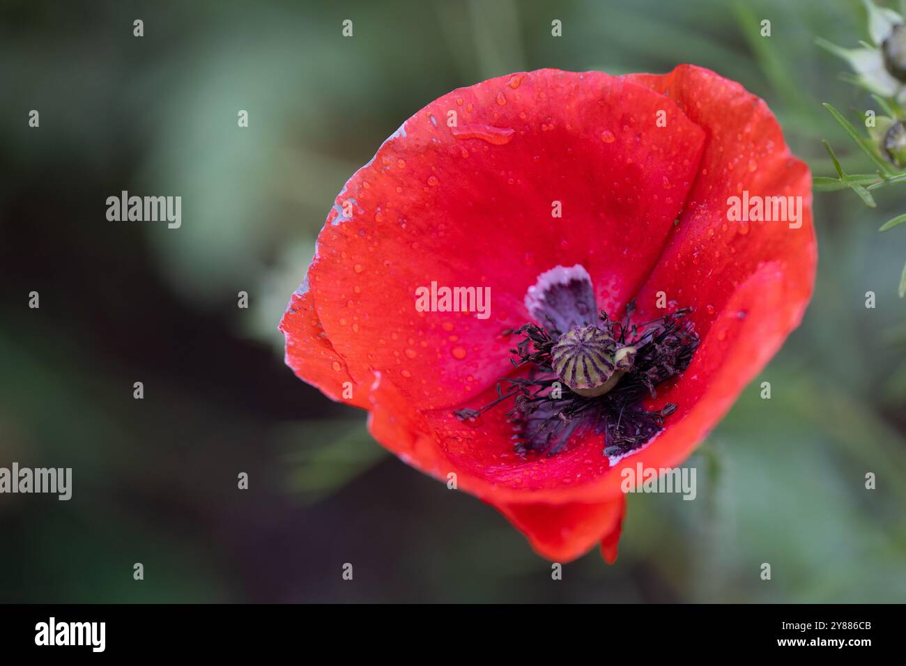 Remembranceday flower hi-res stock photography and images - Alamy