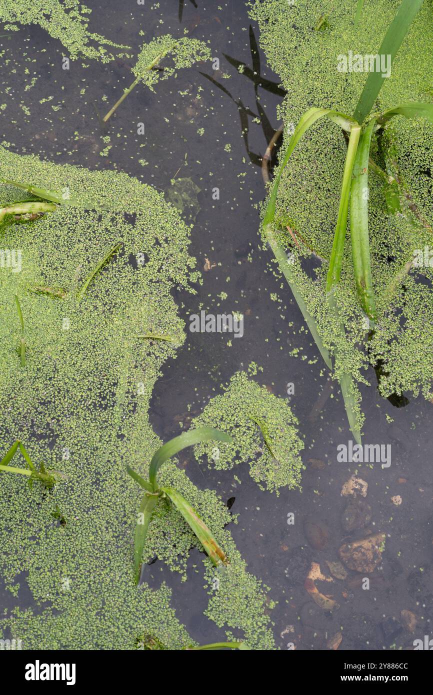 Duckweed in water Stock Photo - Alamy
