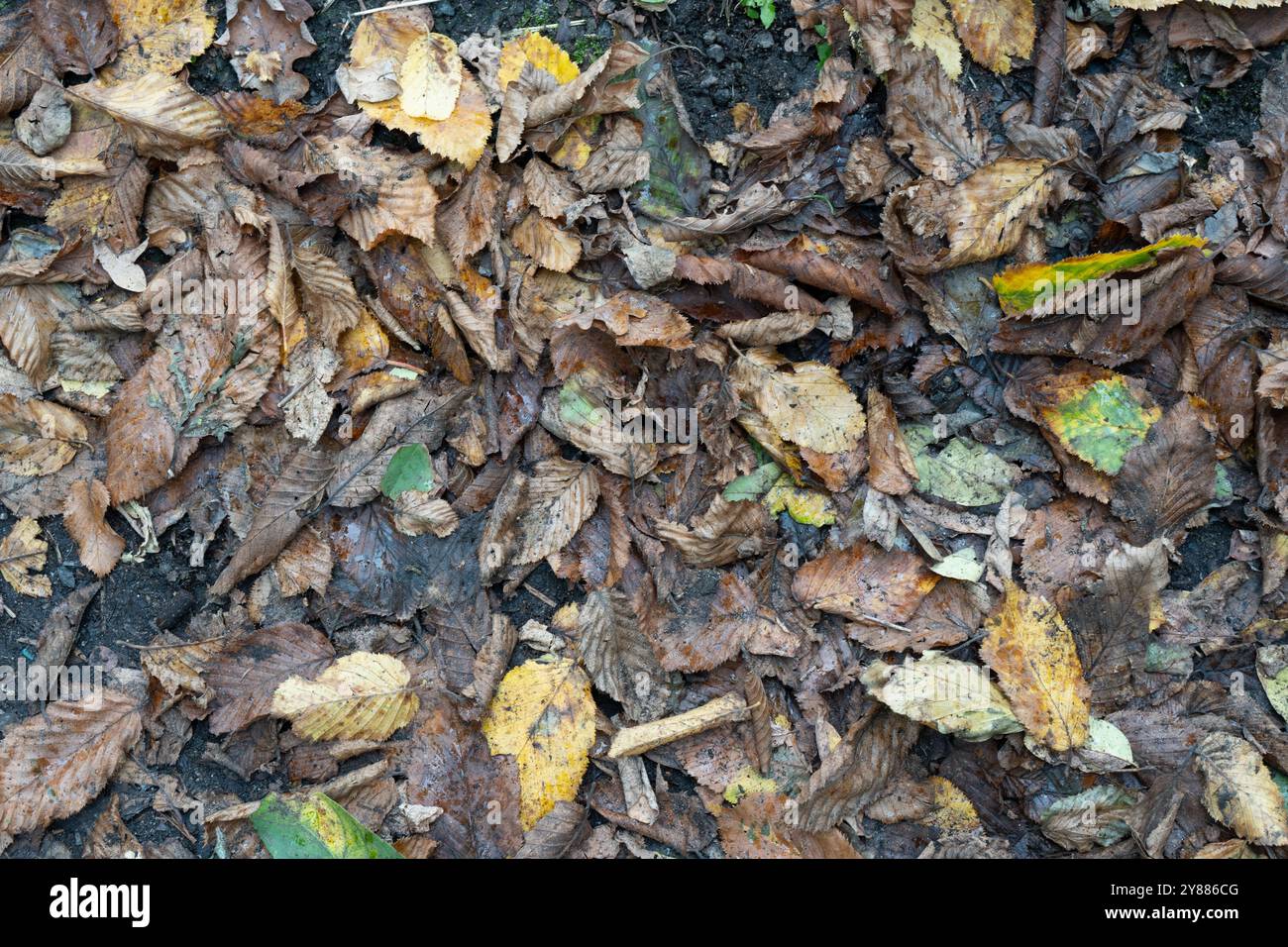 Falleaves hi-res stock photography and images - Alamy