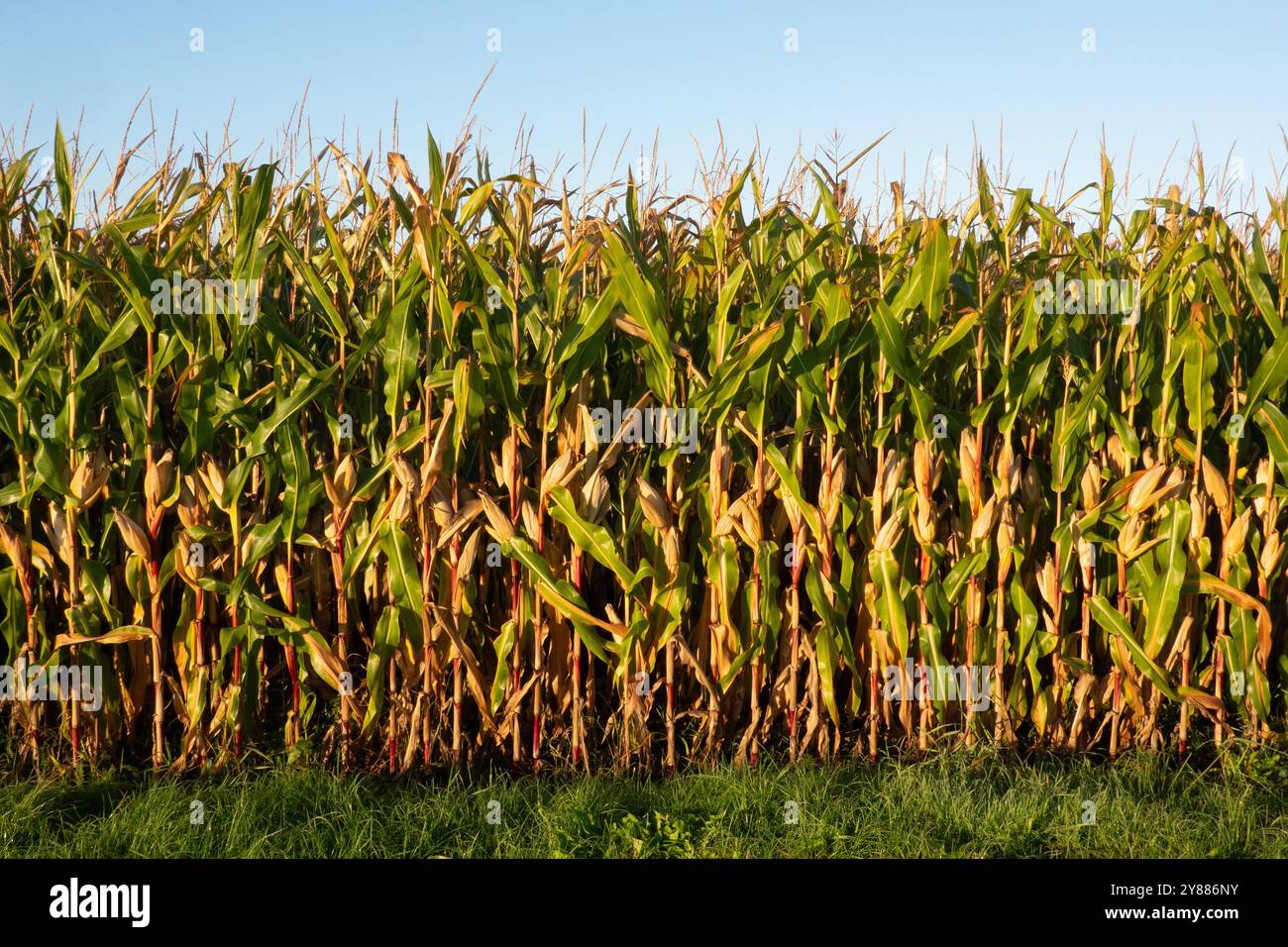 Maize plants ripe corn cobs hi-res stock photography and images - Alamy