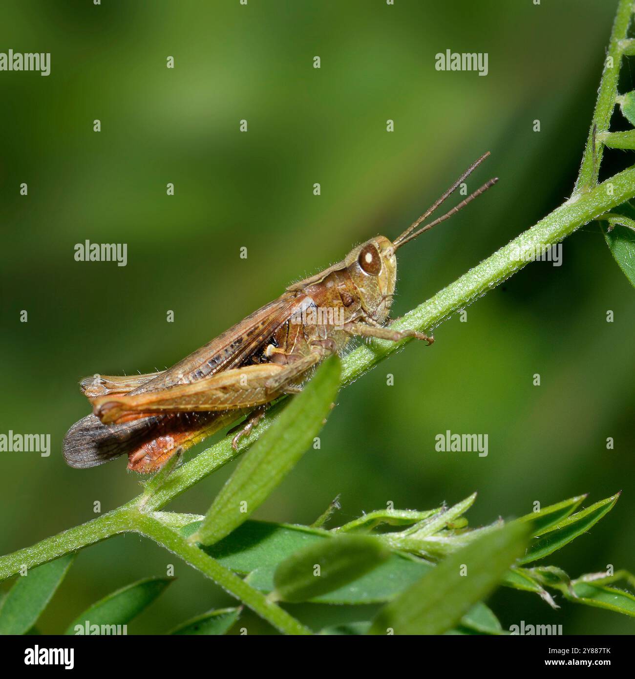 A mature Lesser field grasshopper, Chorthippus mollis, resting. Close ...