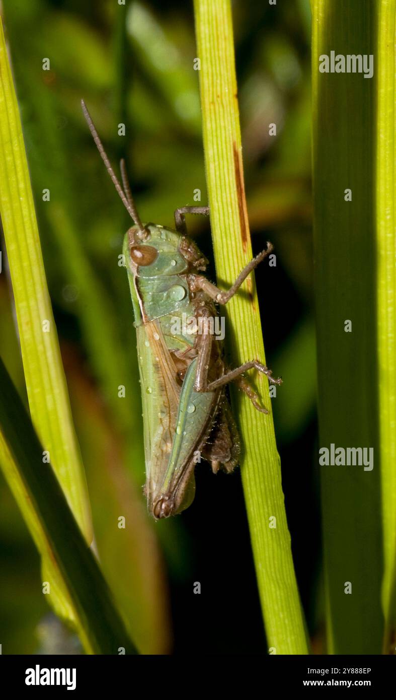 A Common green grasshopper, Omocestus viridulus, taken in the rain ...