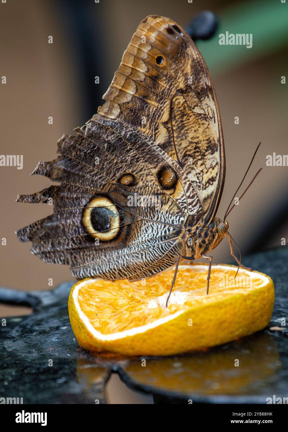 Common owl butterfly, recognized for large eyespots on brown wings ...