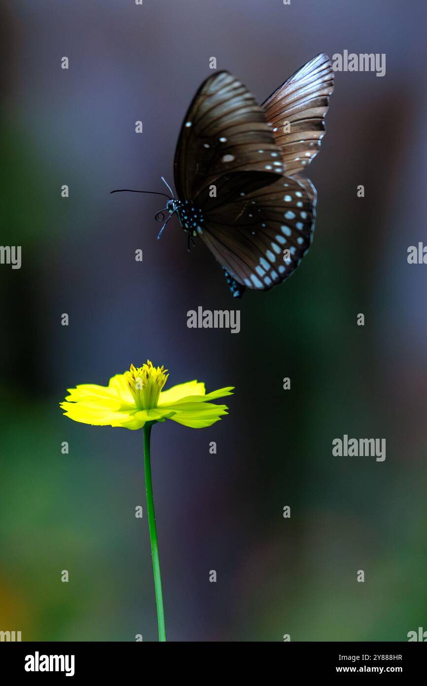 Common crow butterfly, with dark brown wings and white spots, feeds on ...