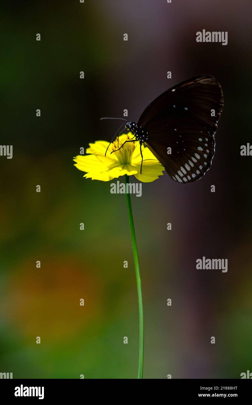 Common crow butterfly, with dark brown wings and white spots, feeds on ...