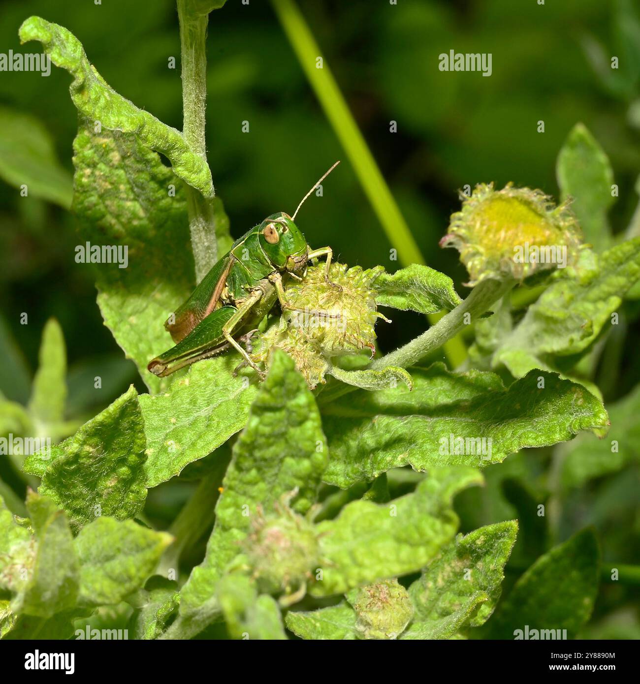 A female Common Green grasshopper, Common grasshopper, Omocestus ...