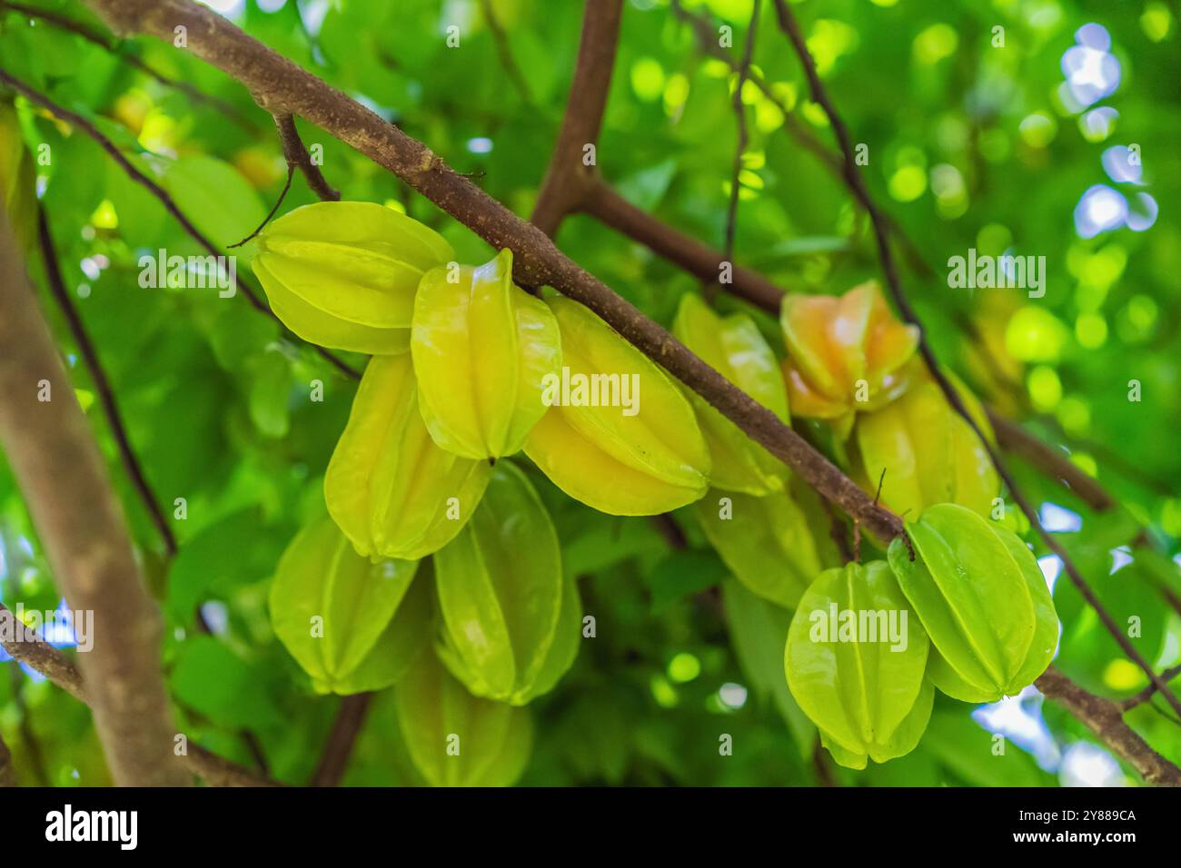 Carambola, also known as star fruit. Star fruits growing on a tree ...