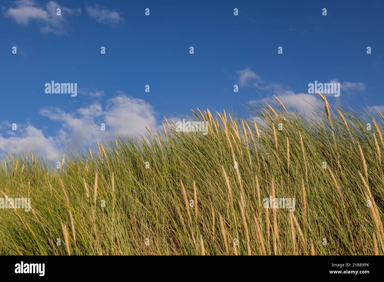 Ammophila, commonly known as marram grass, growing on sand dunes in the ...
