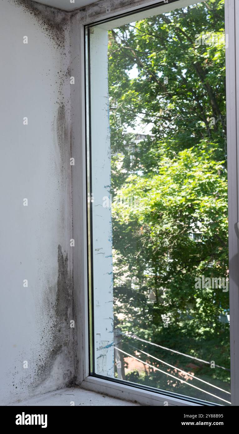 black mold on the window Stock Photo - Alamy