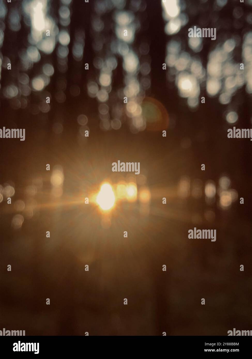The sun shines in the evening between the trees. blurred defocused ...