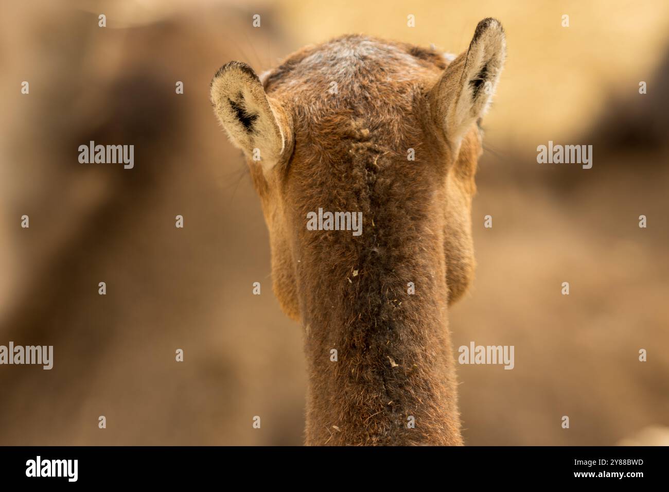 Camel ossicones hi-res stock photography and images - Alamy