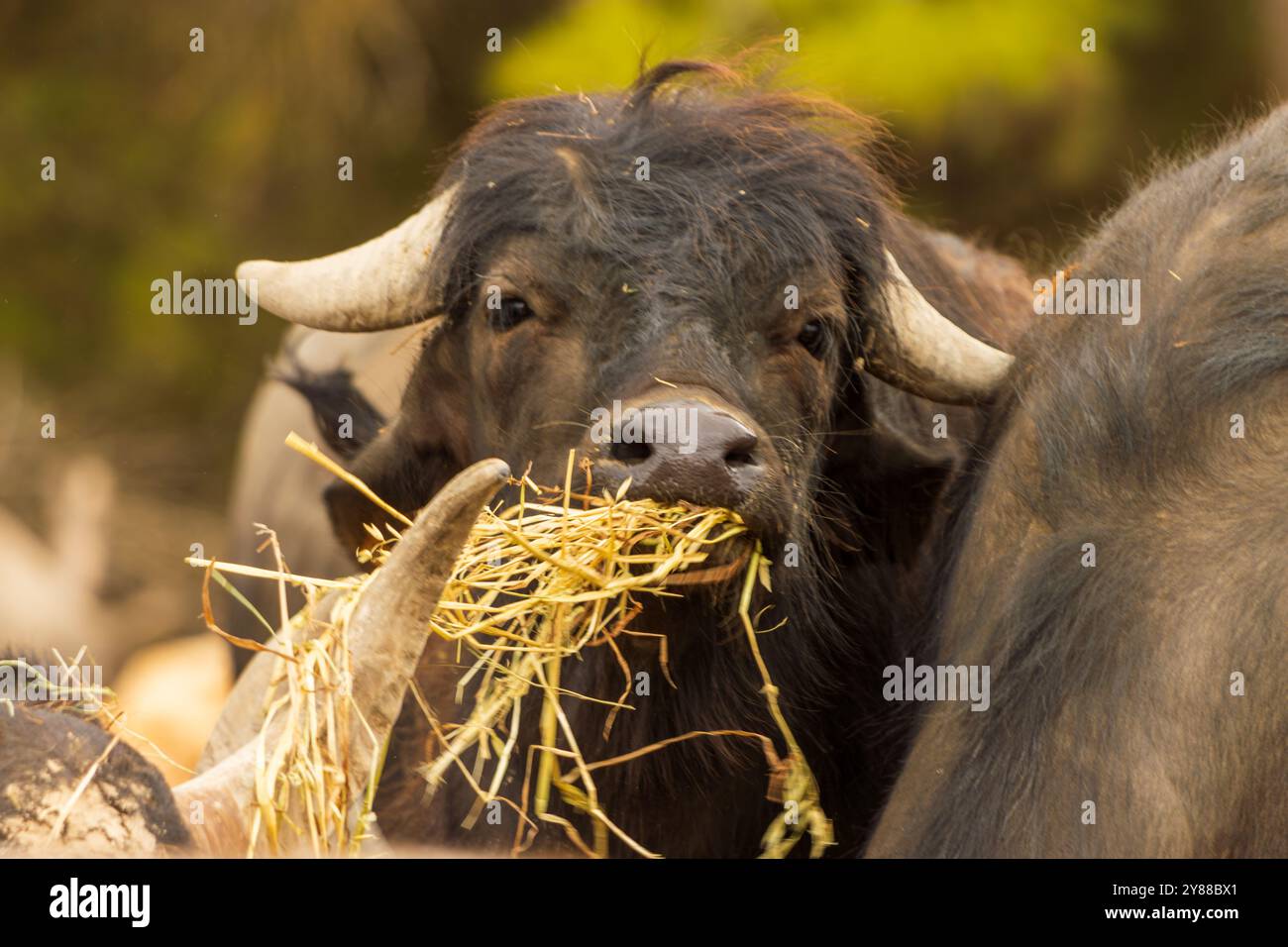 This image features a large, dark-furred buffalo with prominent horns ...