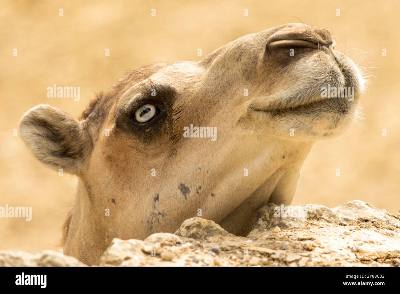 This image features a close-up view of a camel’s head, showcasing its ...