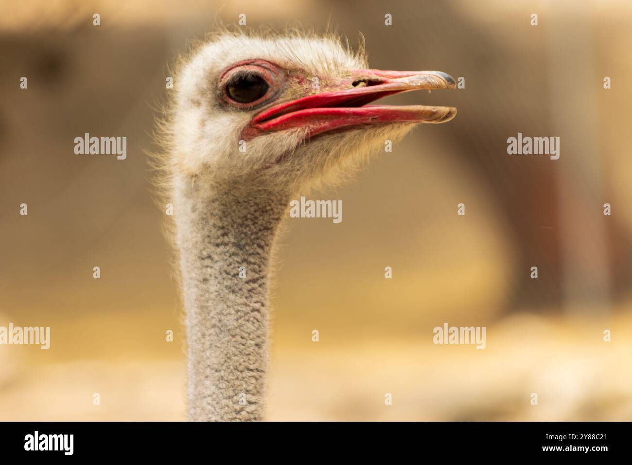 Upper image features hi-res stock photography and images - Alamy