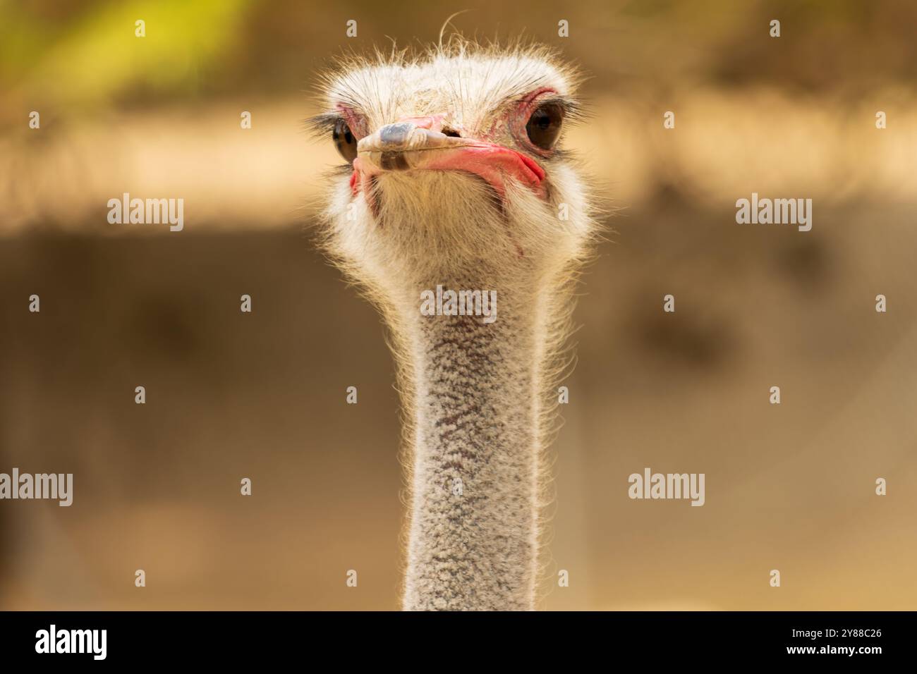 This image features a close-up view of an ostrich’s head and neck Stock ...