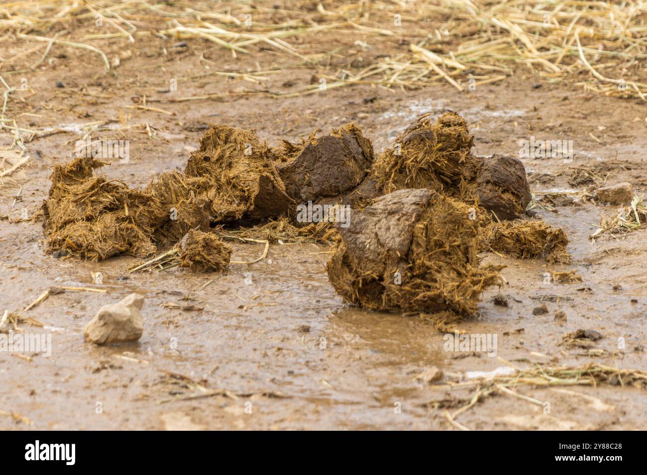 This image captures a close-up view of elephant feces on the ground ...