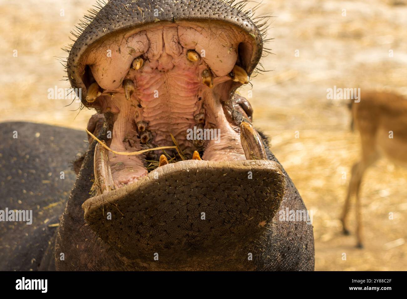 This image captures a close-up view of a hippopotamus with its mouth ...