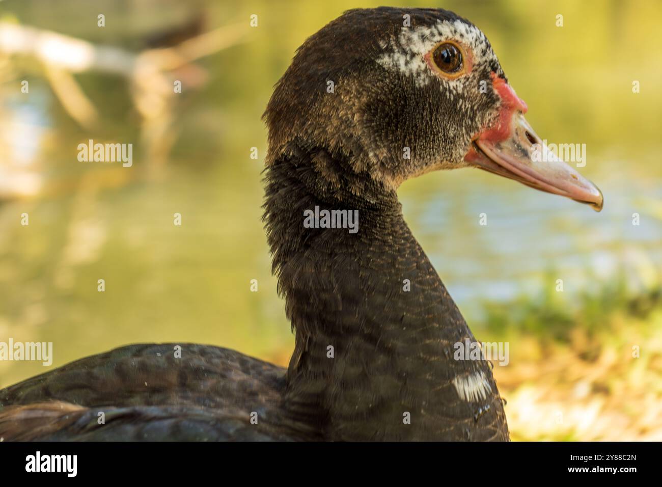 This image captures a close-up of a Muscovy Duck’s head and neck ...