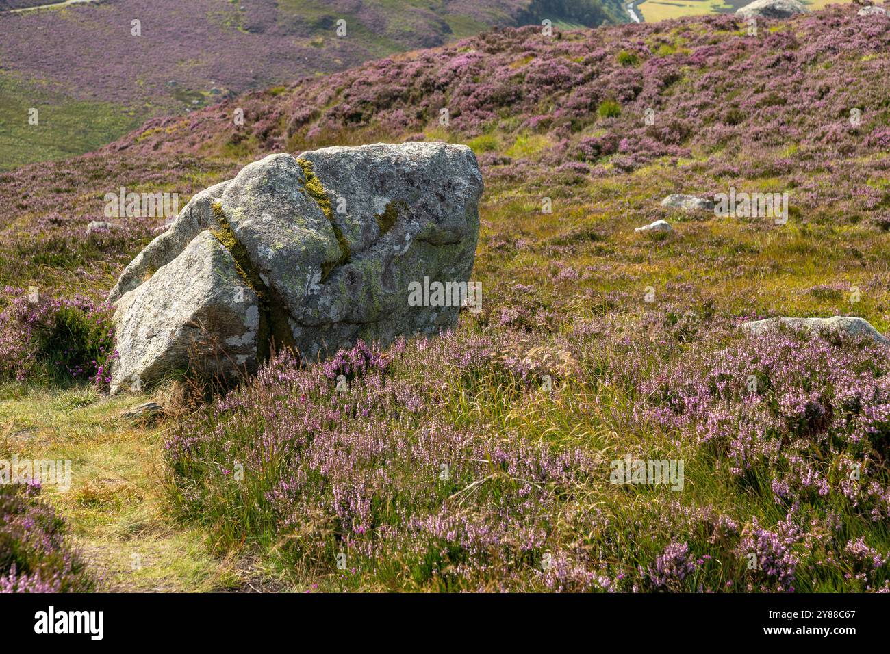 Purple heather and mountains hi-res stock photography and images - Alamy