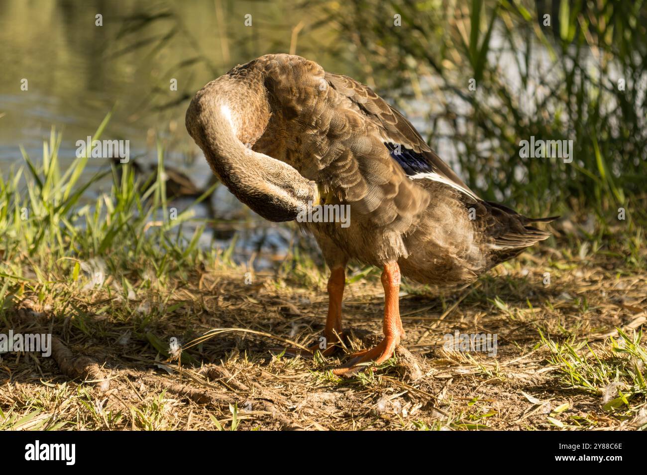 Indian runner duck hi-res stock photography and images - Alamy