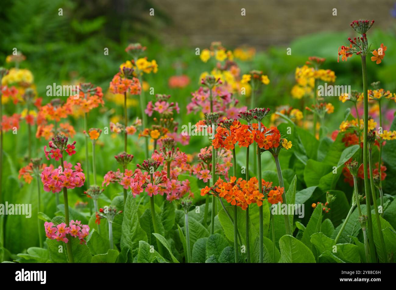 Mixed spring flowers of Candelabra primroses, candelabra primulas ...