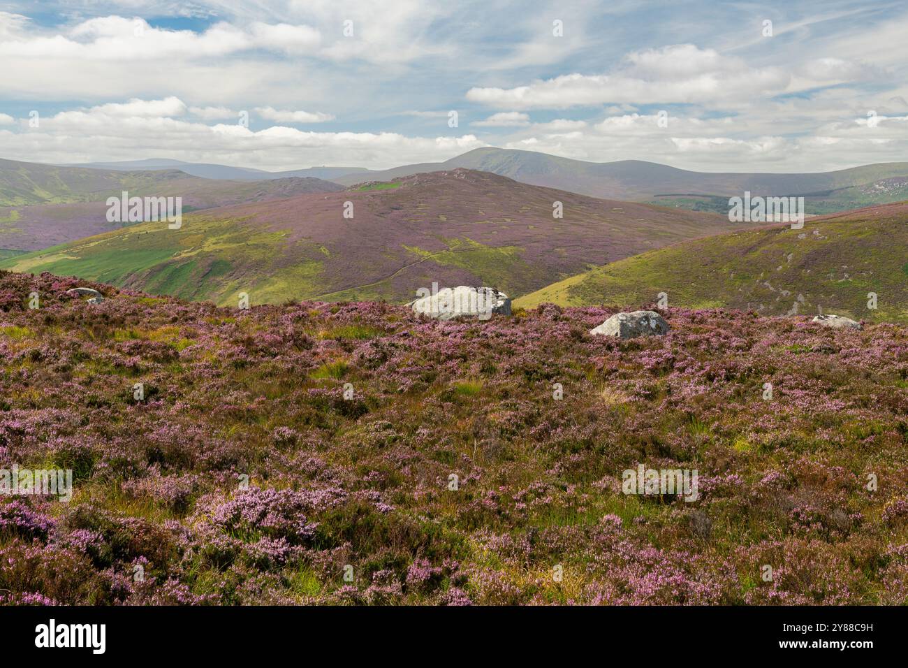 Purple heather and mountains hi-res stock photography and images - Alamy