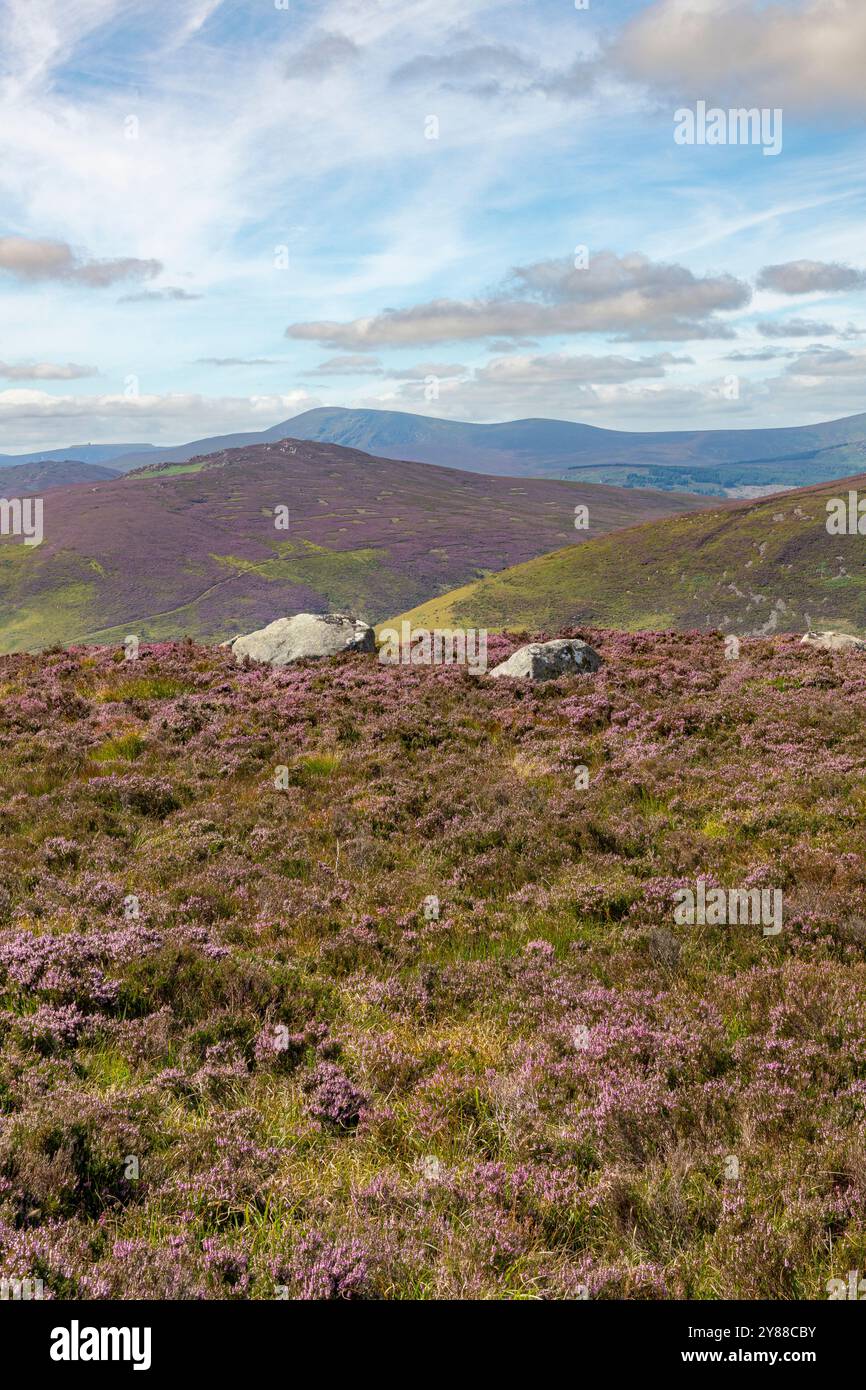 Purple heather and mountains hi-res stock photography and images - Alamy