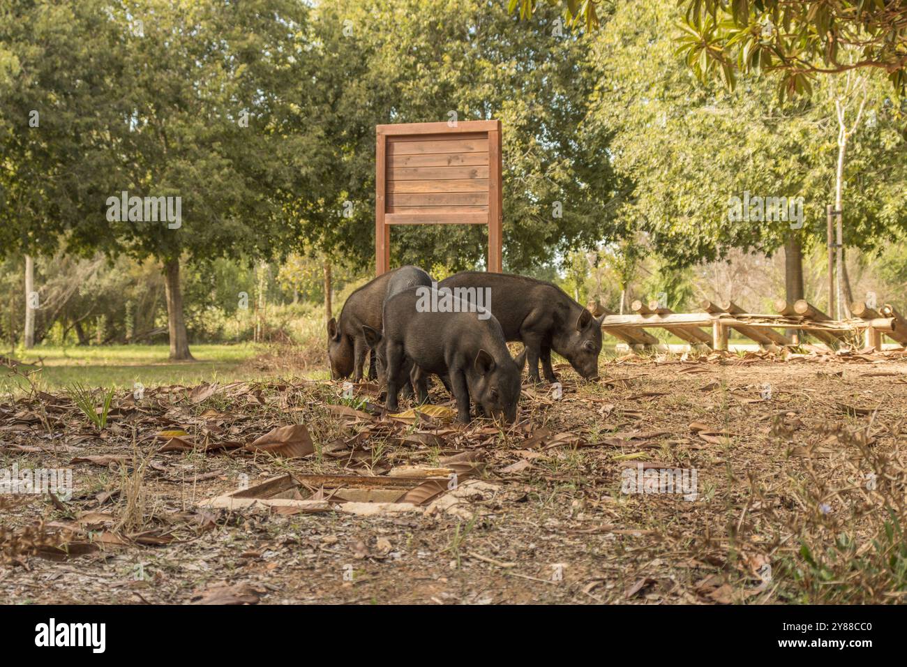 This image captures three medium-sized pigs with dark grey to black ...
