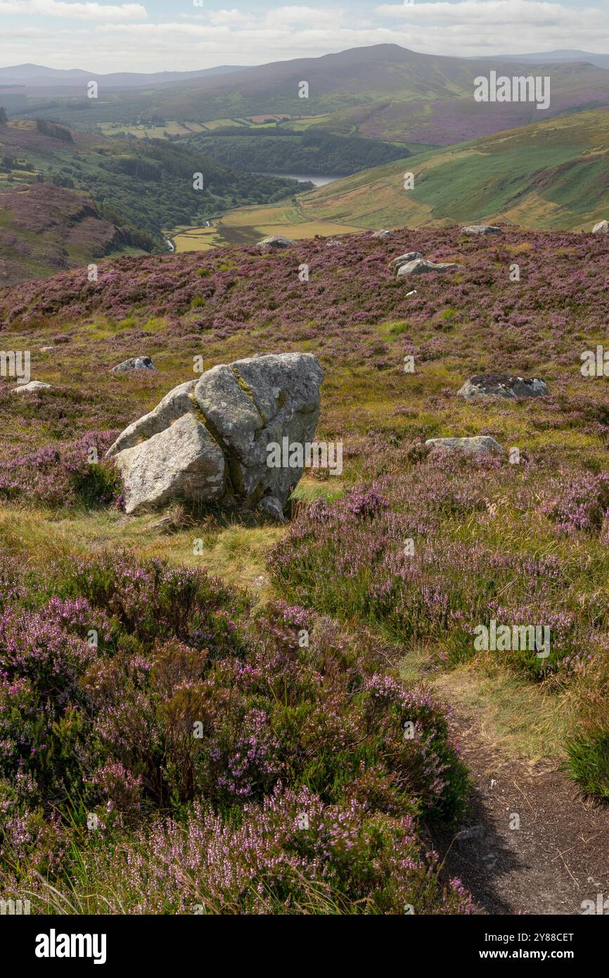 Purple heather and mountains hi-res stock photography and images - Alamy