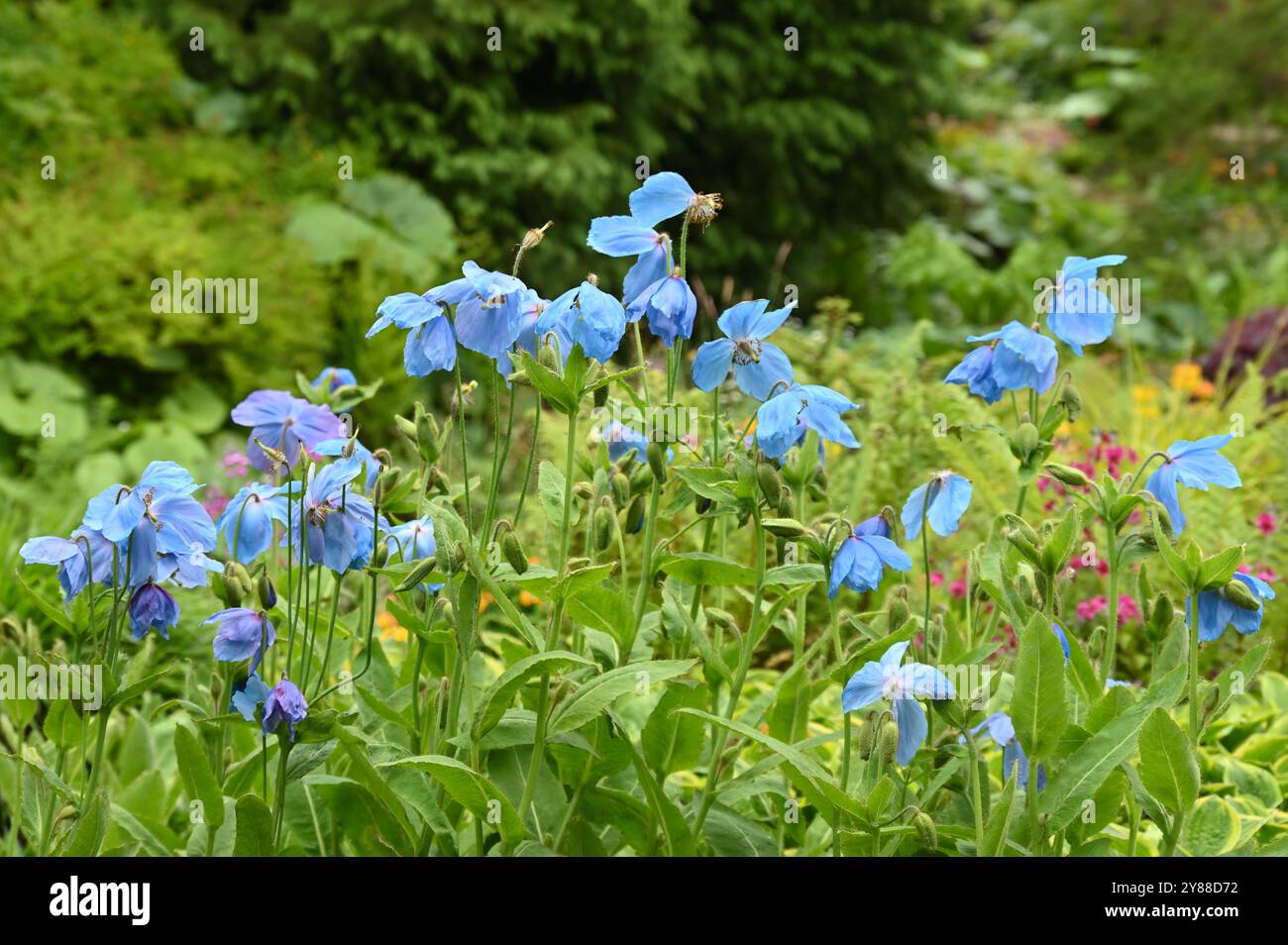 Blue spring flowers of meconopsis or Himalayan blue poppy in UK garden ...