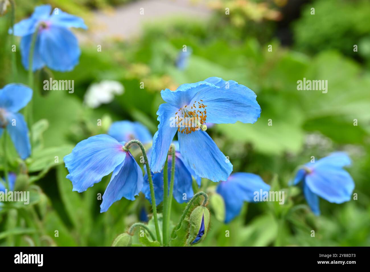 Blue spring flowers of meconopsis or Himalayan blue poppy in UK garden ...