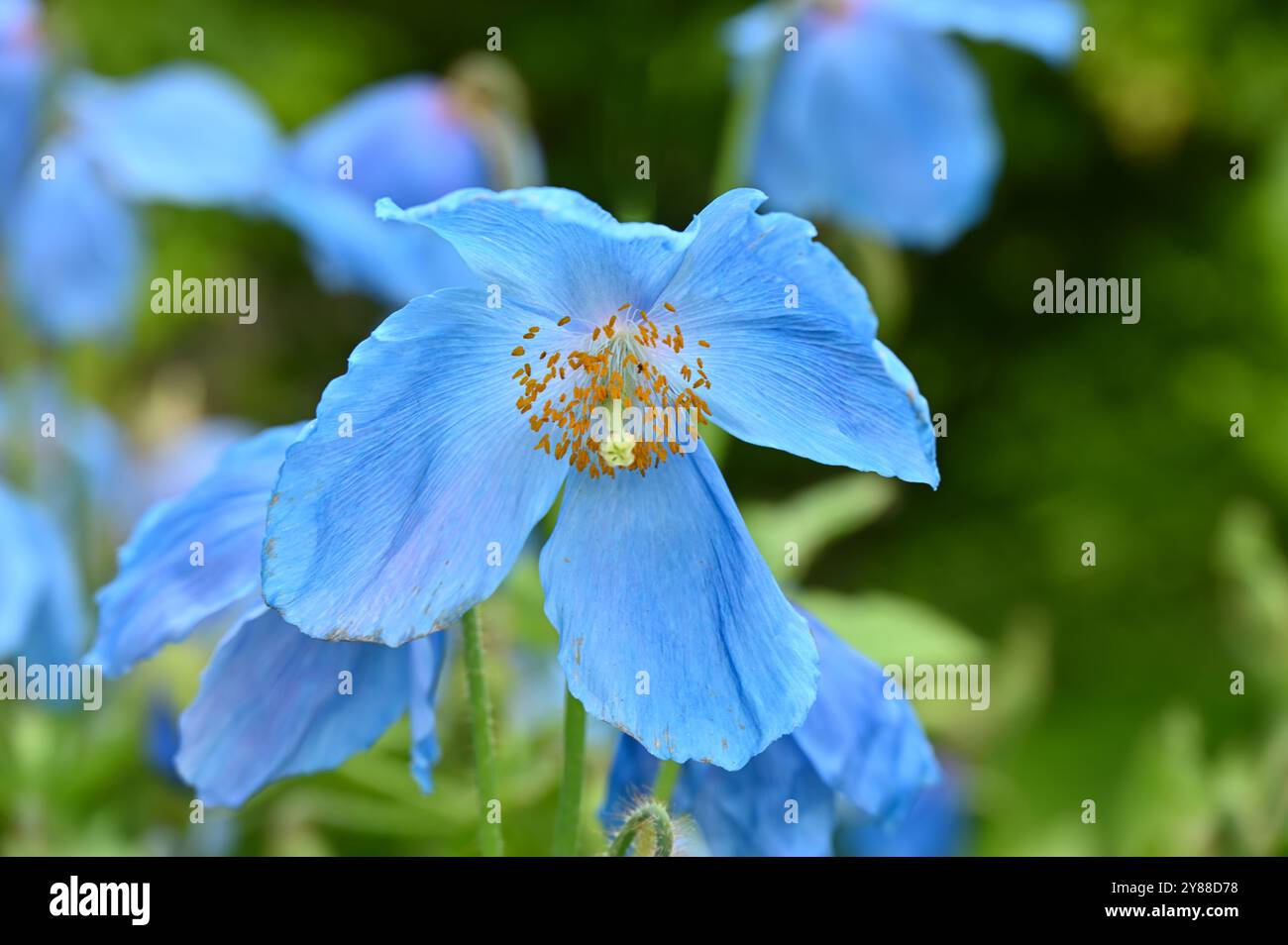 Blue spring flowers of meconopsis or Himalayan blue poppy in UK garden May Stock Photo - Alamy