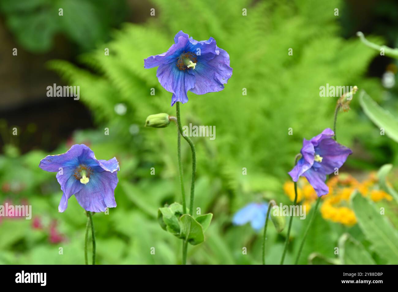Gorgeous spring poppy flowers of Meconopsis or Himalayan blue poppies ...