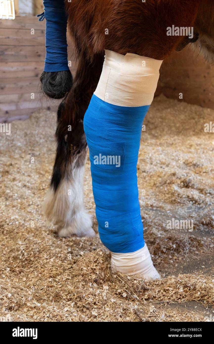 Horse wearing a support bandage after an injury to the hock joint in ...