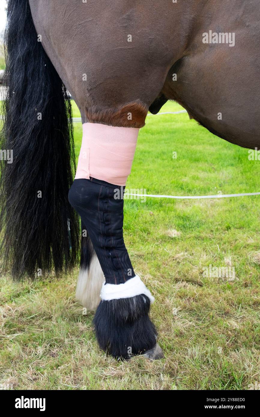 Horse wearing a pressage support bandage after an injury to the hock ...