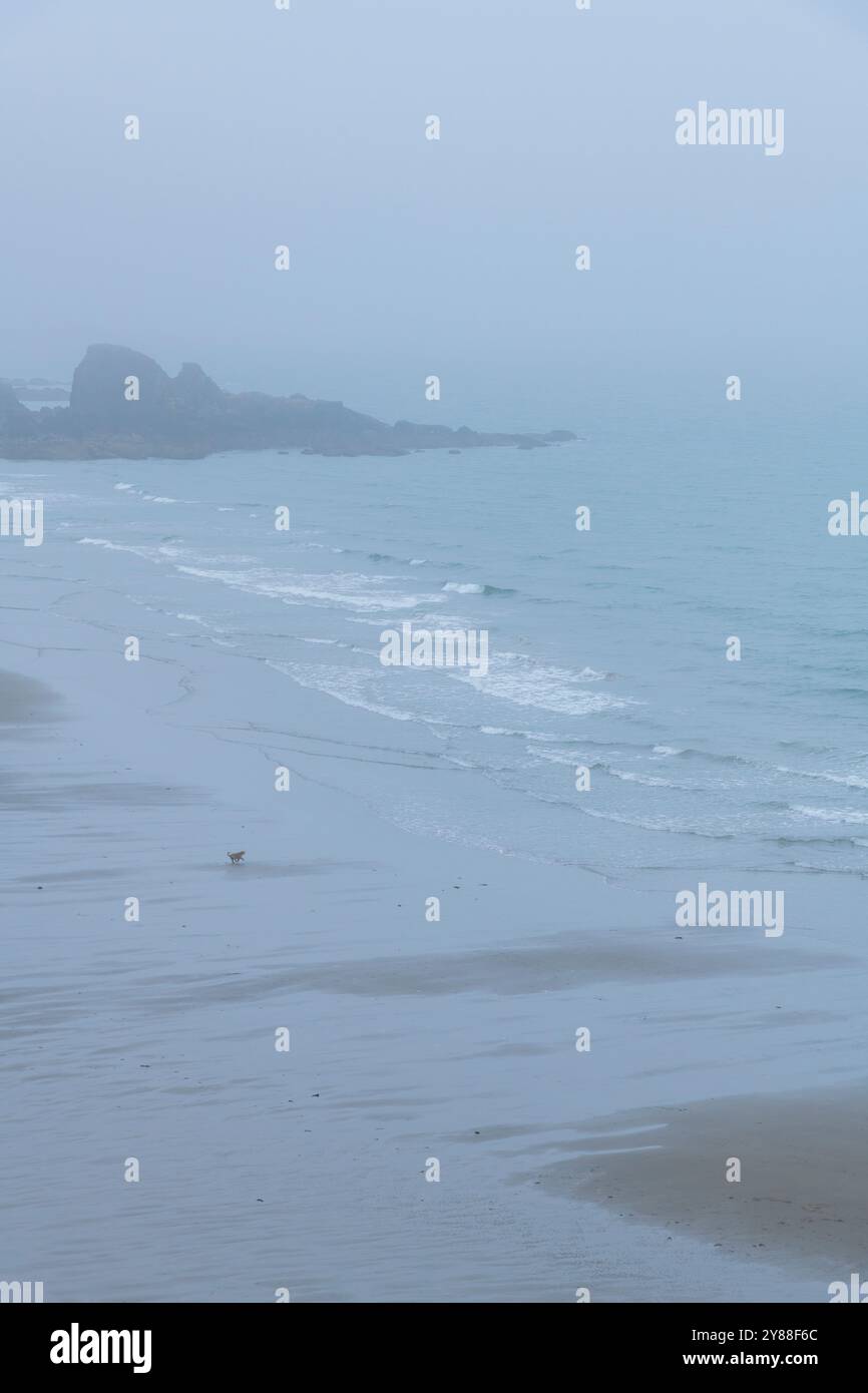 Misty Bunmahon Beach with Dog Running Along Shoreline – Serene Irish ...