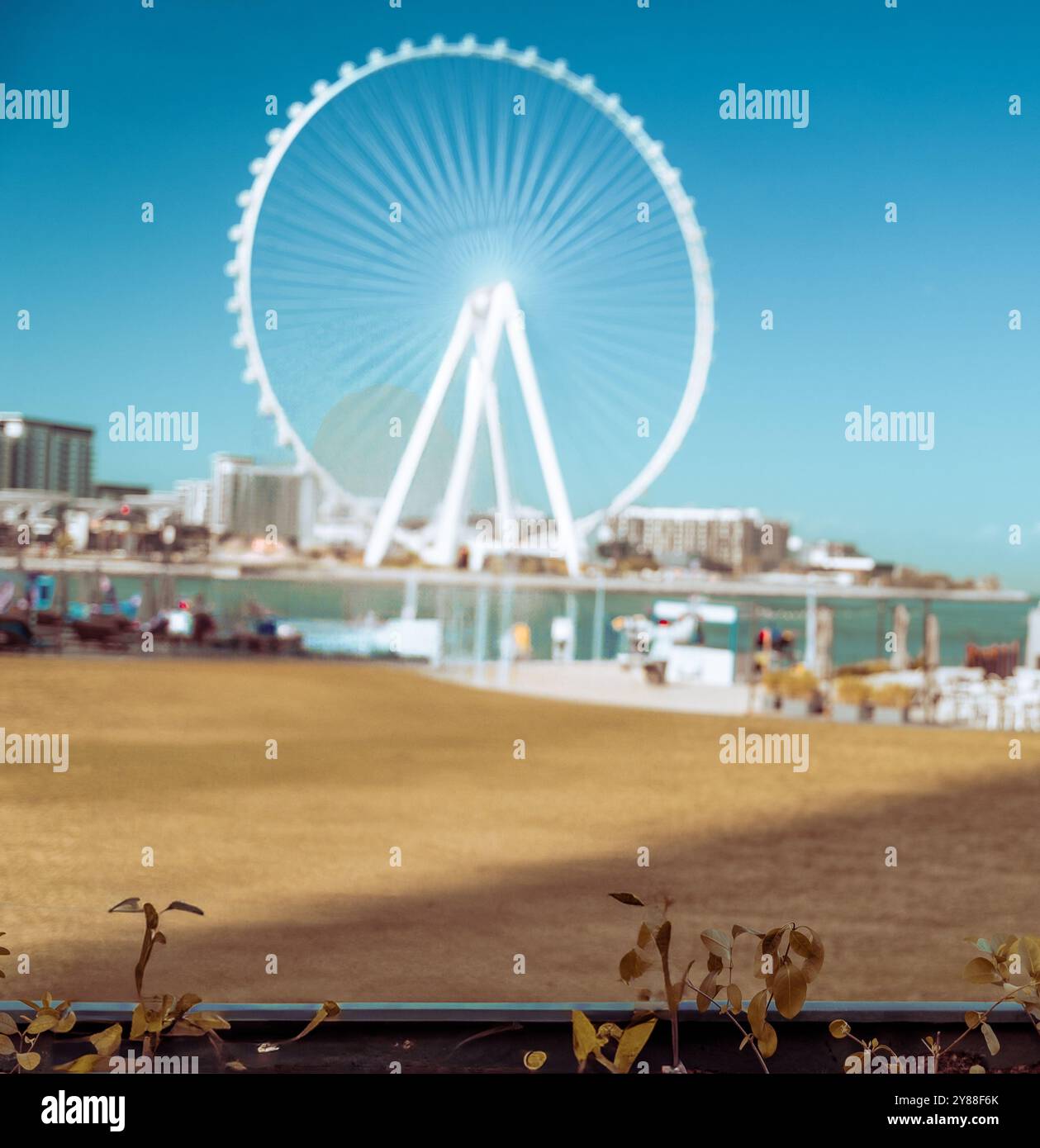 One of the most largest ferrris wheel in the world - Ain Dubai Stock ...