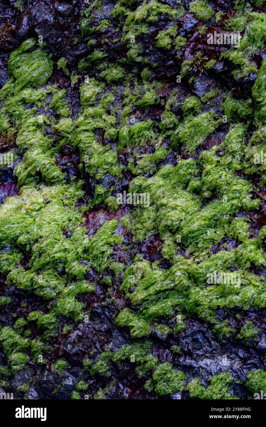 Wet rock texture hi-res stock photography and images - Alamy