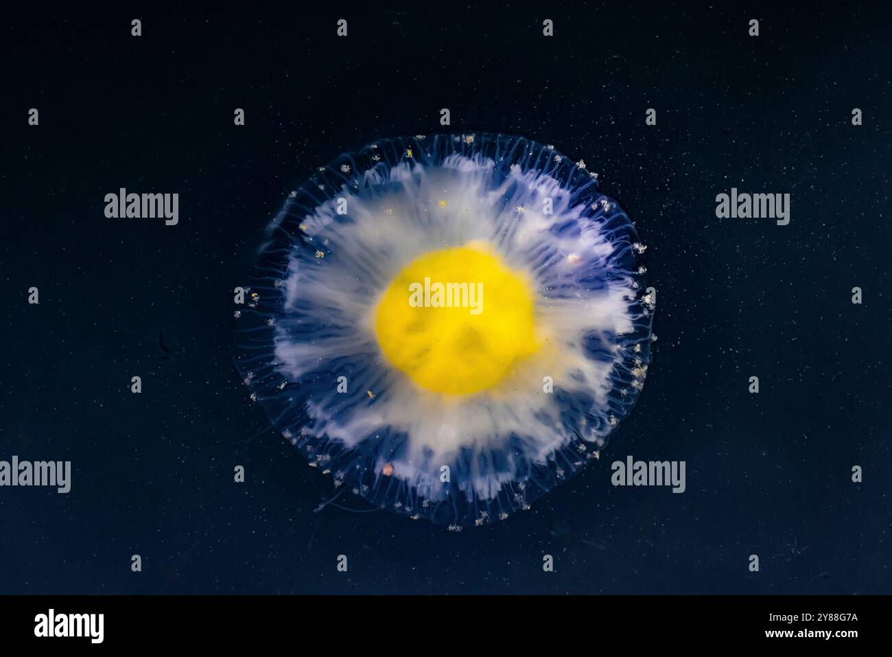 Family phacellophoridae hi-res stock photography and images - Alamy